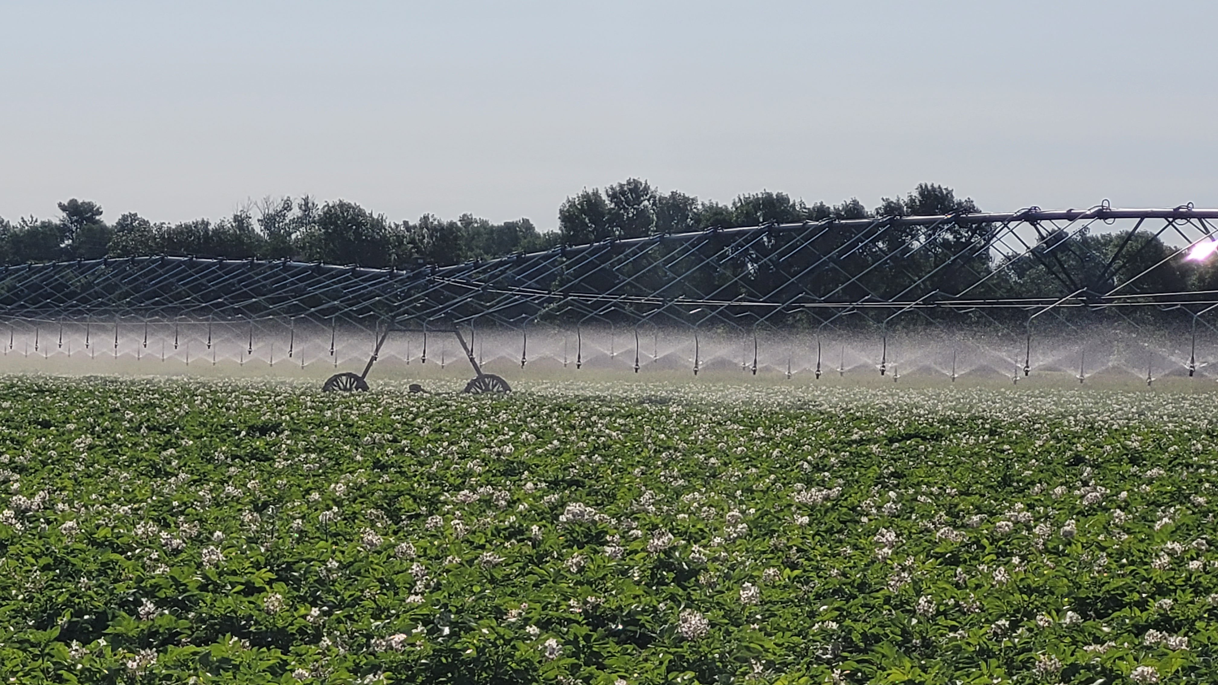Efficient Watering Solutions for Higher Yields - RAIN Irrigation | Grow ...