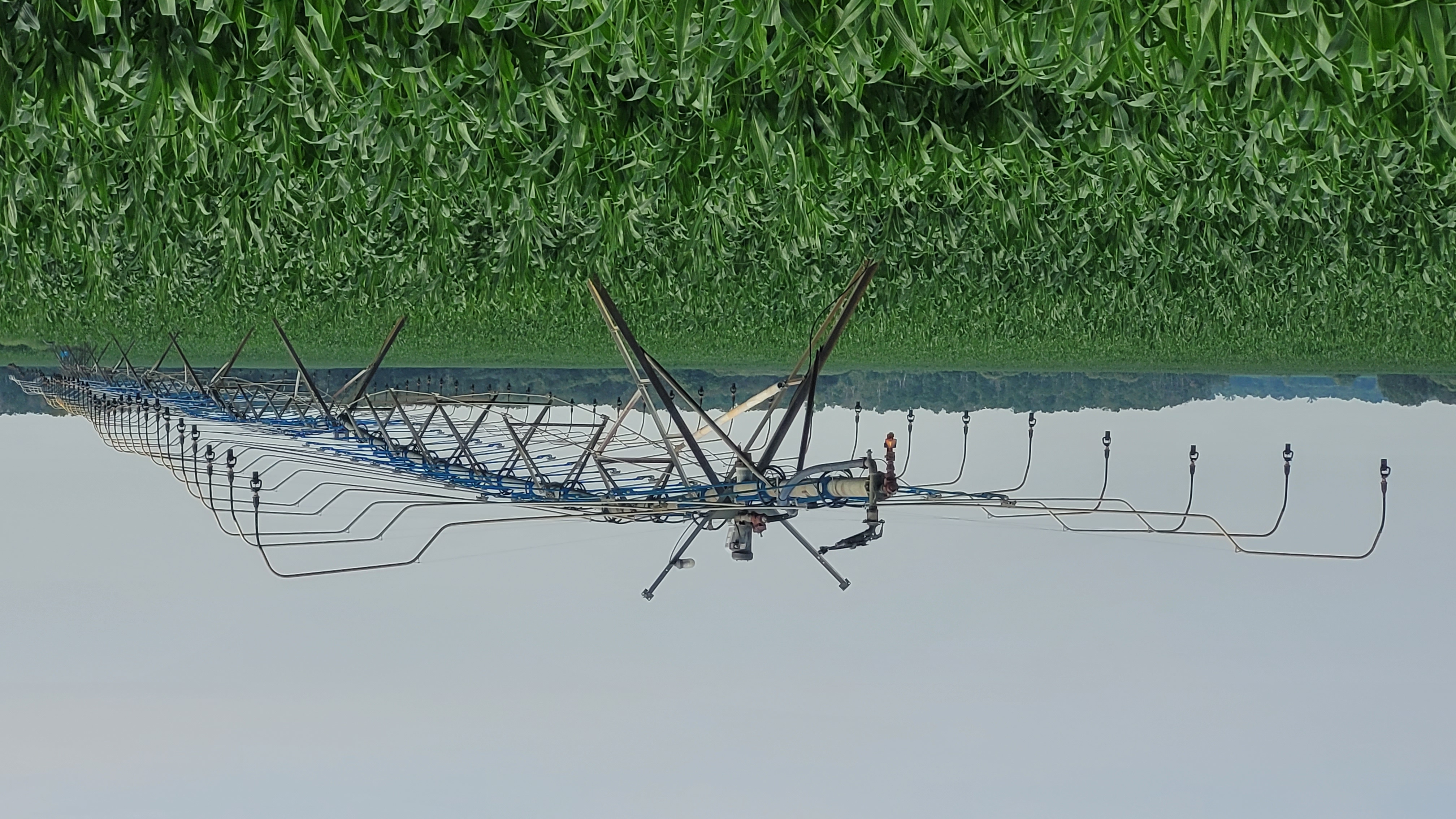 Efficient Watering Solutions for Higher Yields - RAIN Irrigation | Grow ...
